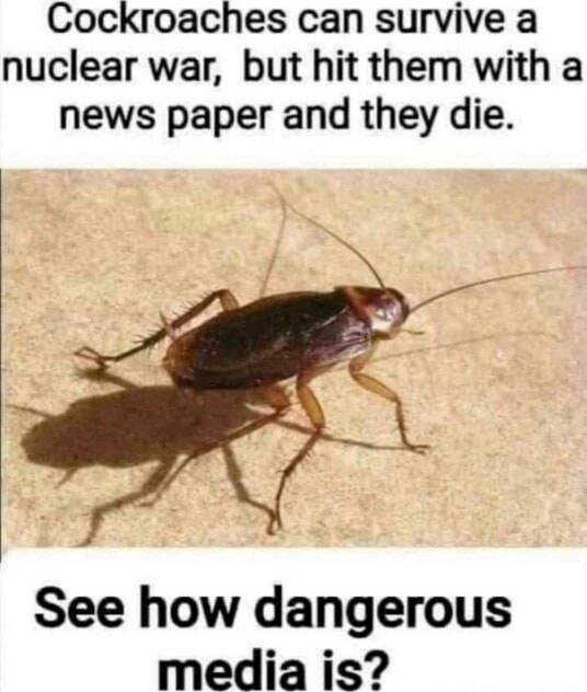 Cockroaches can survive a nuclear war, but hit them with a news paper ...