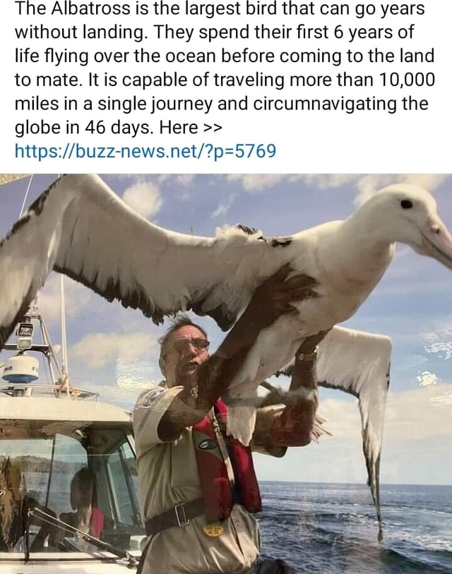 The Albatross is the largest bird that can go years without landing ...
