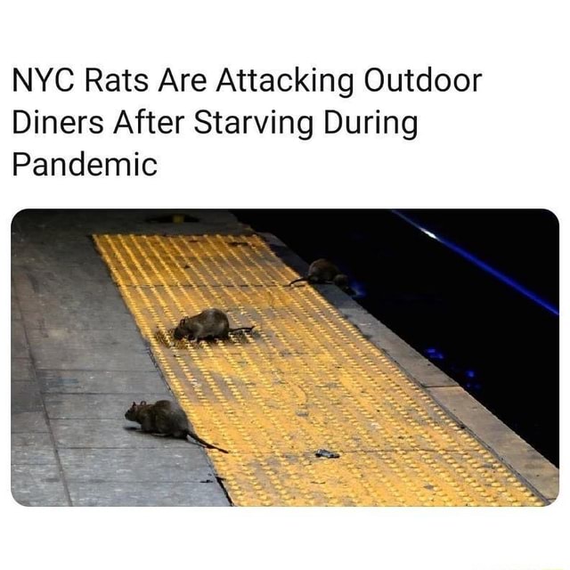 NYC Rats Are Attacking Outdoor Diners After Starving During Pandemic ...
