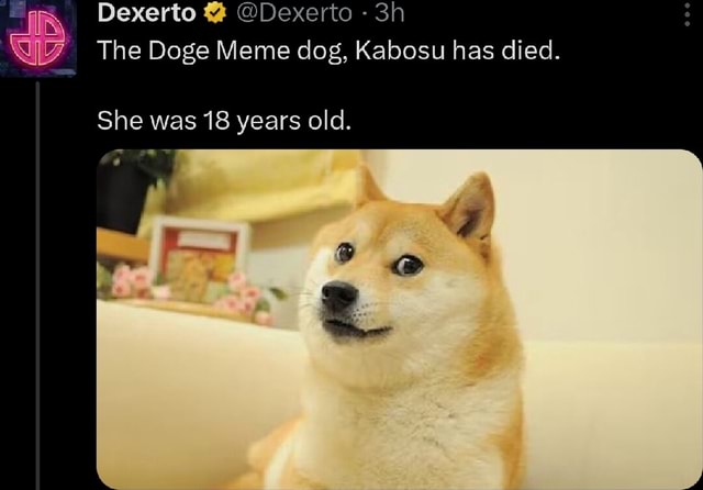 Dexerto @Dexerto The Doge Meme dog, Kabosu has died. She was 18 years ...
