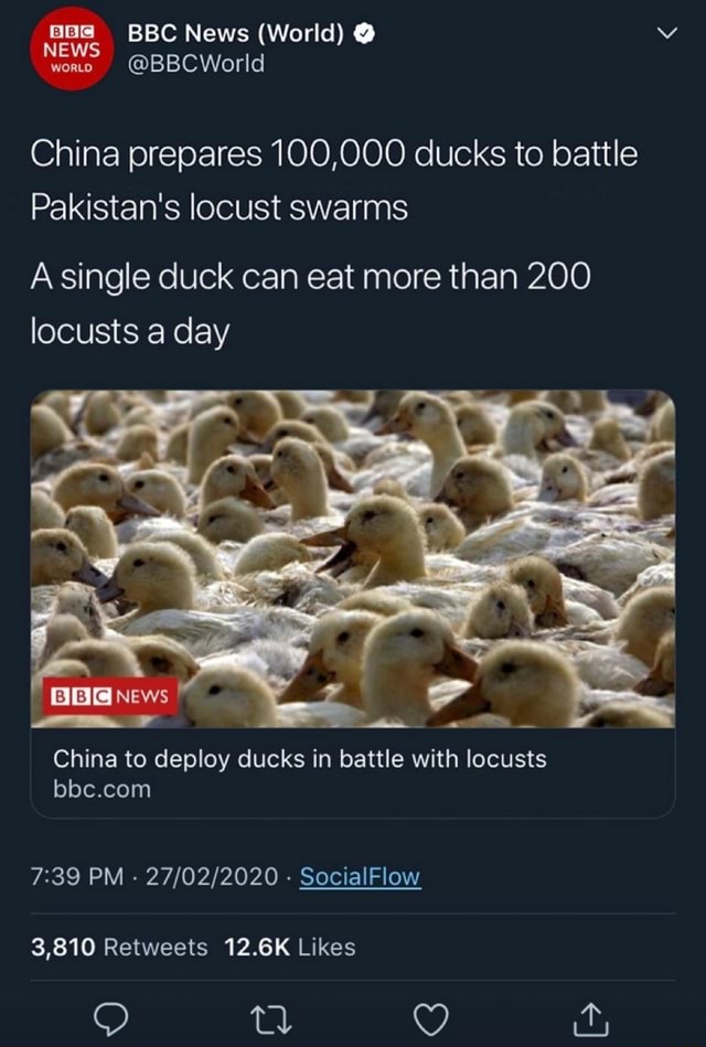 China prepares 100,000 ducks to battle Pakistan's locust swarms A ...
