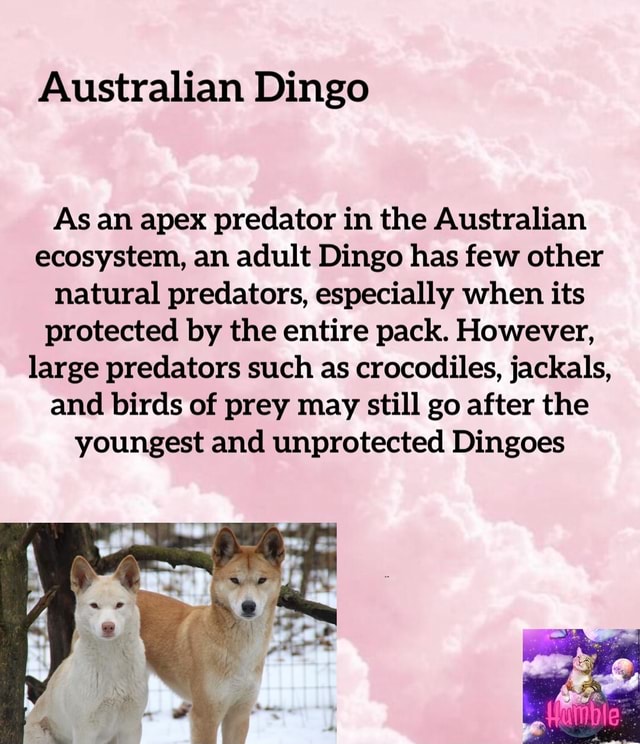Australian Dingo As an apex predator in the Australian ecosystem, an ...