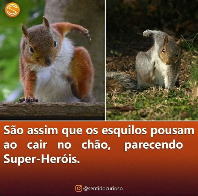 ER São assim que os esquilos pousam ao cair no chão, parecendo Super ...