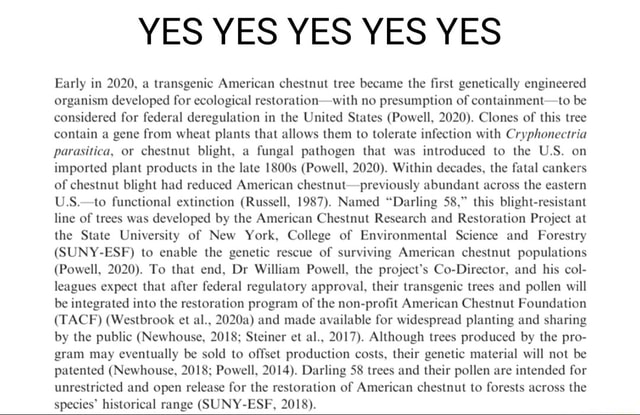 YES YES YES YES YES Early in 2020, a transgenic American chestnut tree ...