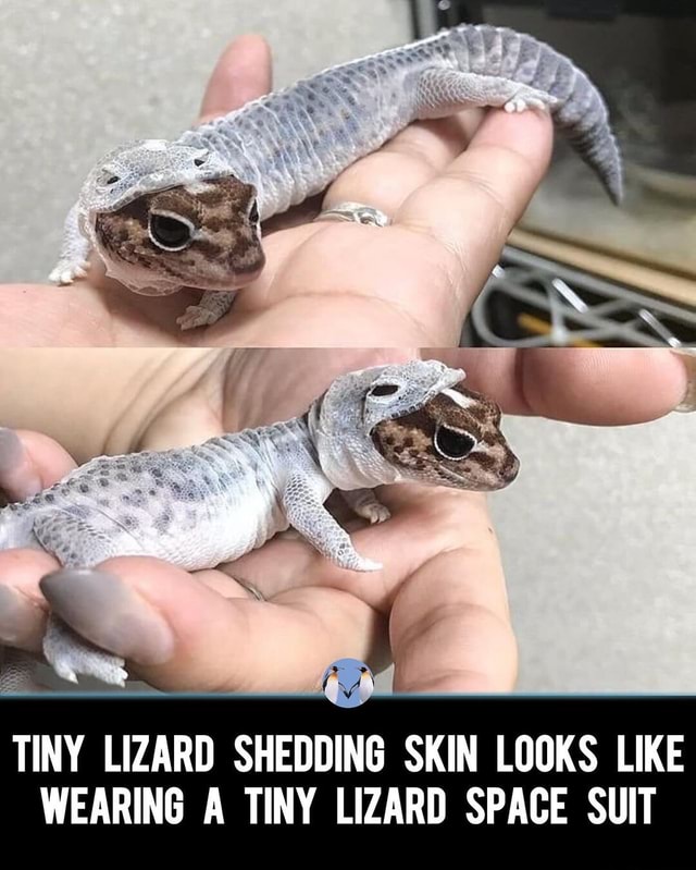 Lizards shed their skin to grow and remove parasites - TINY LIZARD ...