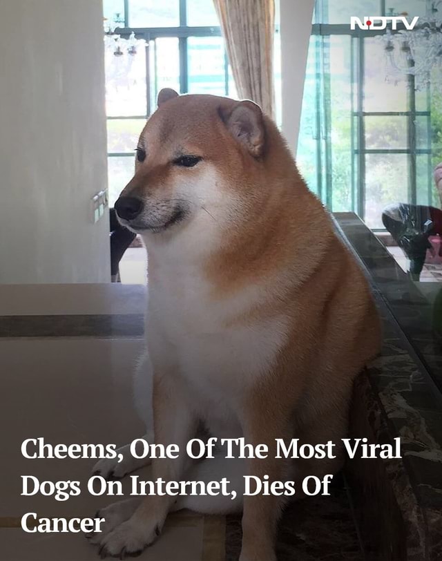 Cheems, One Of The Most Viral Dogs On Internet, Dies Of Cancer - iFunny