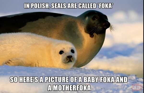IN POLISH, SEALS ARE CALLED 'FOKA' SO HERE'S A PICTURE OF A BABY FOKA ...