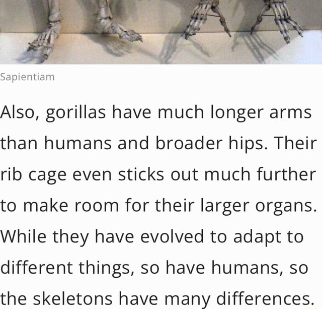 Sapientiam EX Also, gorillas have much longer arms than humans and ...