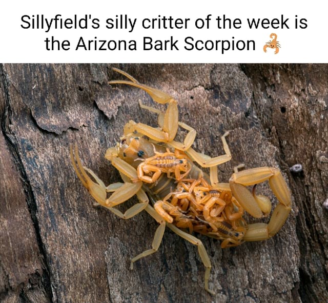 Sillyfield's silly critter of the week is the Arizona Bark Scorpion ...