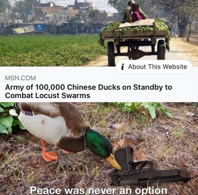 MSN.COM Army of 100,000 Chinese Ducks on Standby to Combat Locust AnS ...