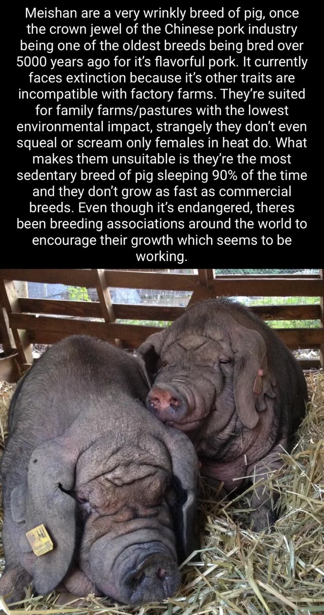 Meishan are a very wrinkly breed of pig, once the crown jewel of the ...
