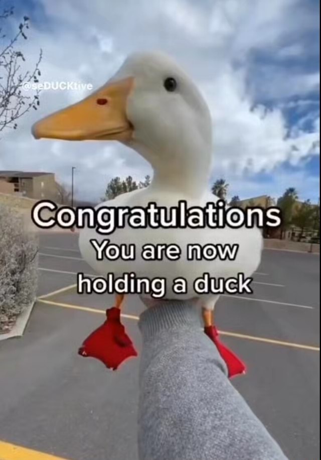 WseDUCKE Congratulations YOU are now hoiding a duck - iFunny