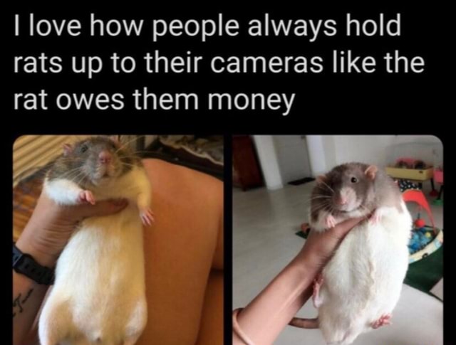 I love how people always hold rats up to their cameras like the rat ...