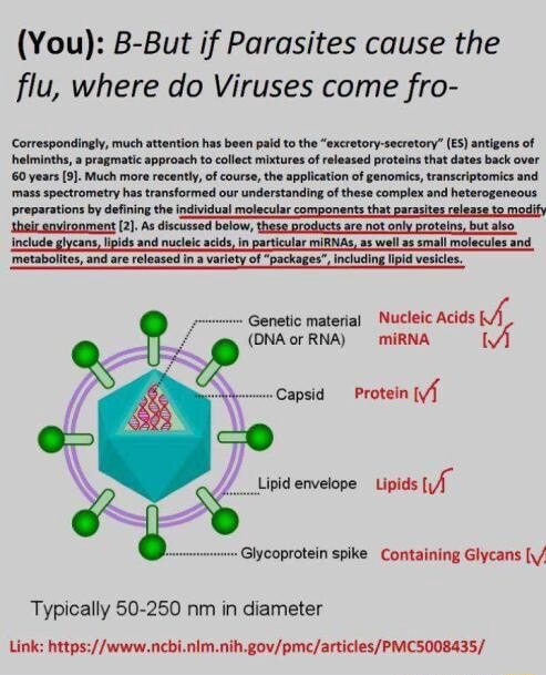 (You): B-But if Parasites cause the flu, where do Viruses come fro ...