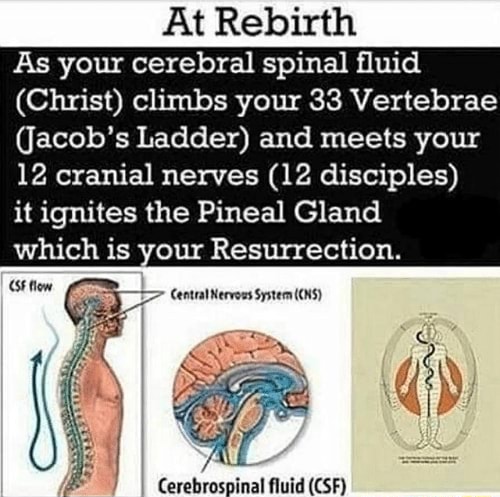 At Rebirth As your cerebral spinal fluid (Christ) climbs your 33 ...
