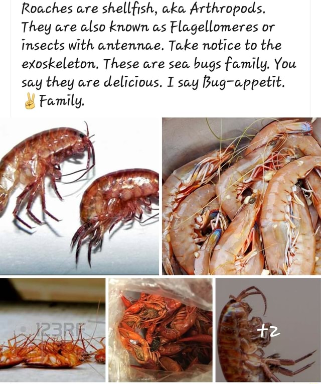 Roaches are shellfish, aka Arthropods. They are also known as ...