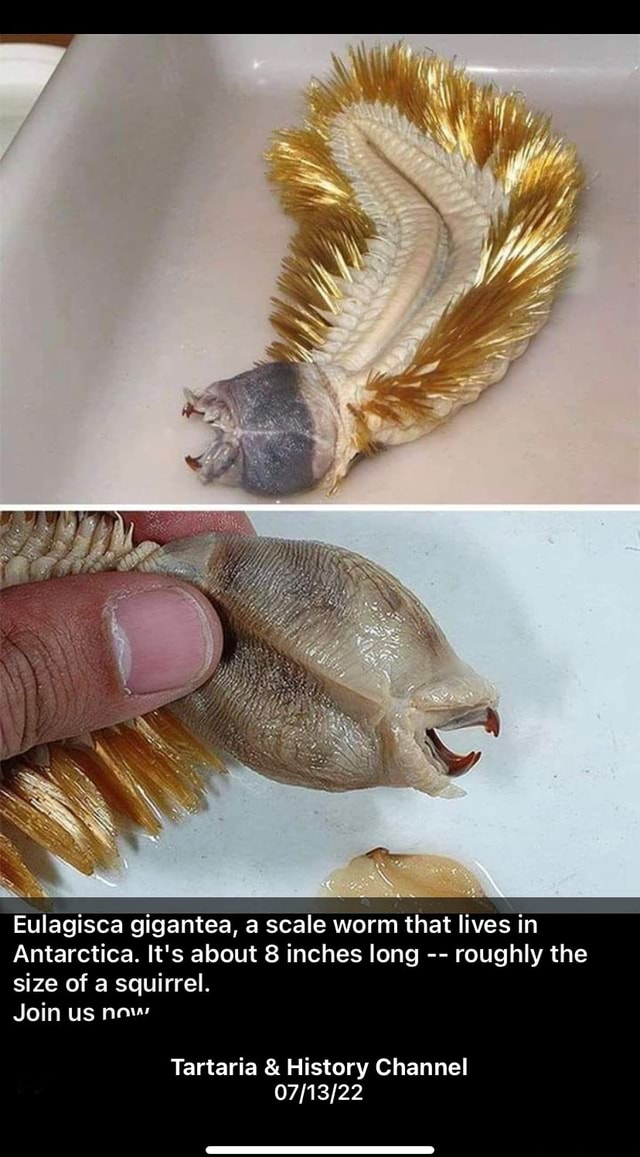 Eulagisca gigantea, a scale worm that lives in Antarctica. It's about 8 ...
