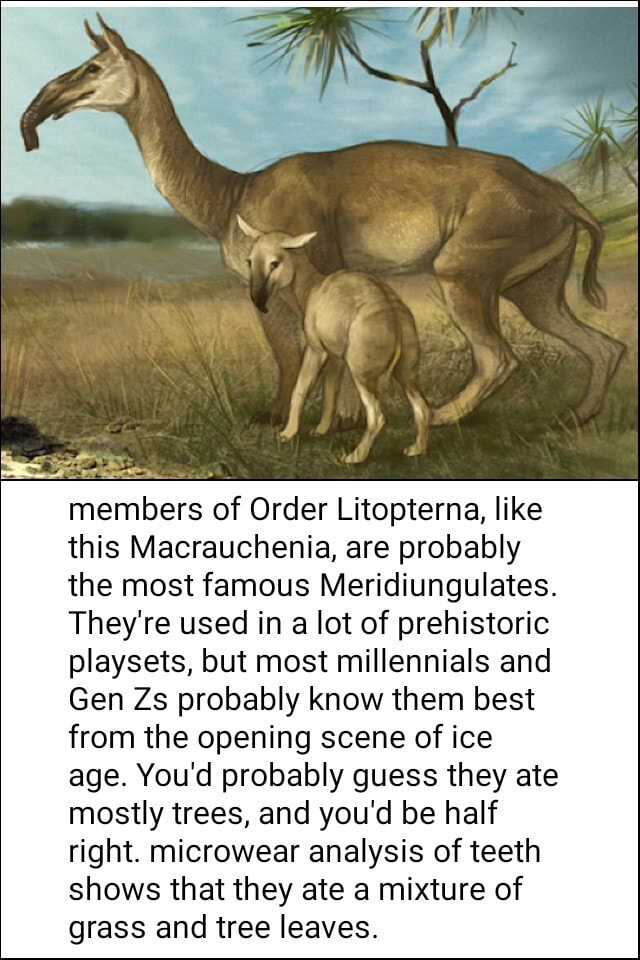 Members of Order Litopterna, like this Macrauchenia, are probably the ...