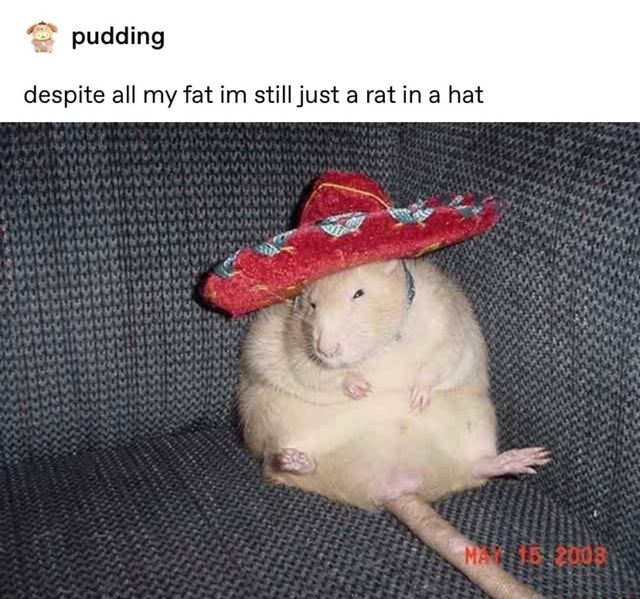Despite all my fat im stilljust a rat in a hat - iFunny