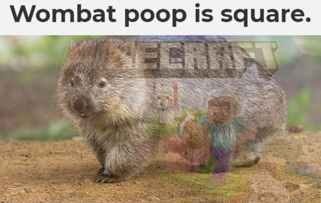 Wombat poop is square. - iFunny