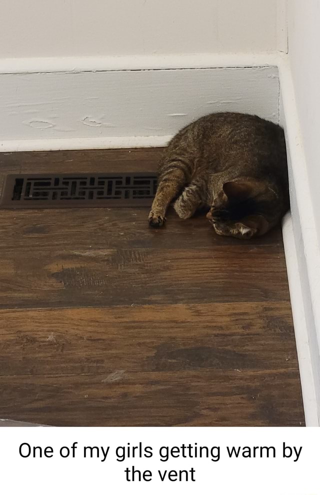 One of my girls getting warm by the vent - iFunny