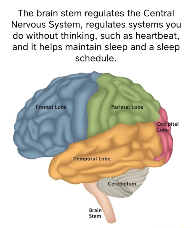 The brain stem regulates the Central Nervous System, regulates systems ...