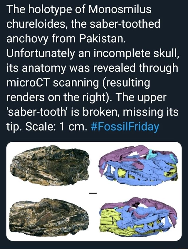 The holotype of Monosmilus chureloides, the saber-toothed anchovy from ...