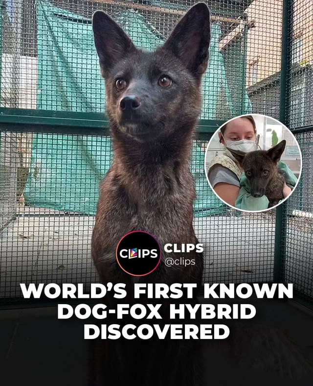 The first ever confirmed dog-fox hybrid, called a 'dogxim', has been ...