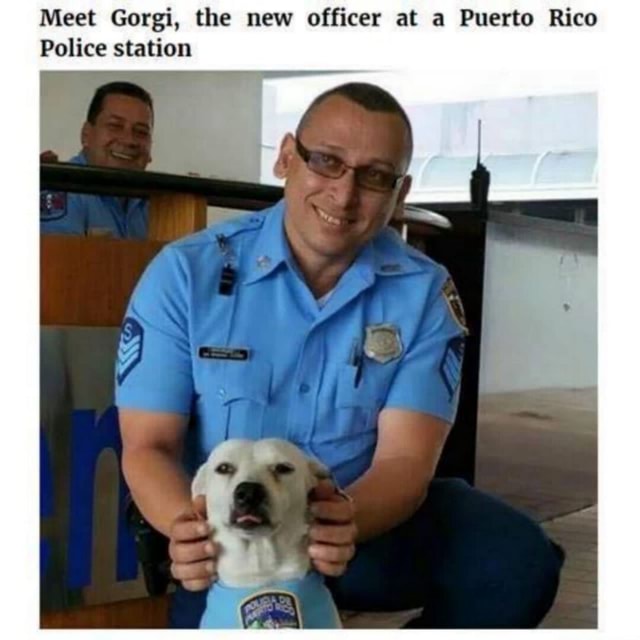 Meet Gorgi, the new officer at a Puerto Rico Police station - America’s ...
