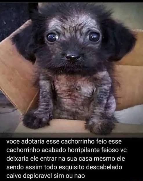 Voce adotaria esse cachorrinho feio esse cachorrinho acabado ...