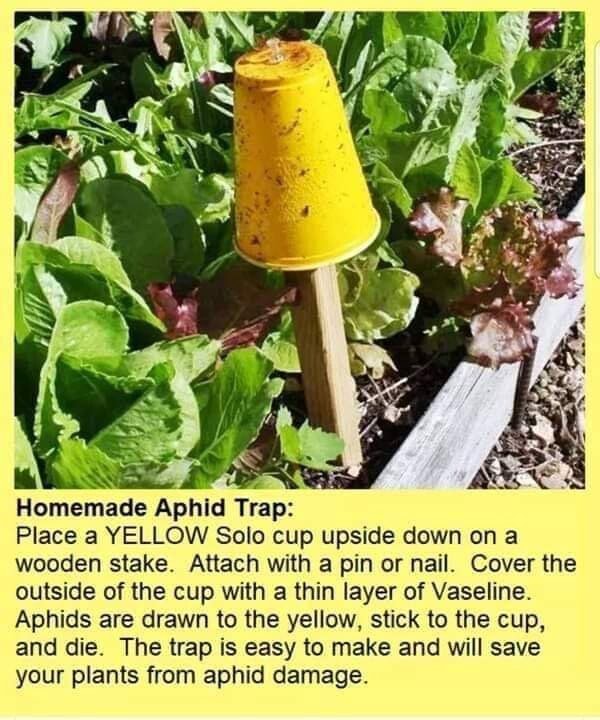 Homemade Aphid Trap: Place a YELLOW Solo cup upside down on a wooden ...