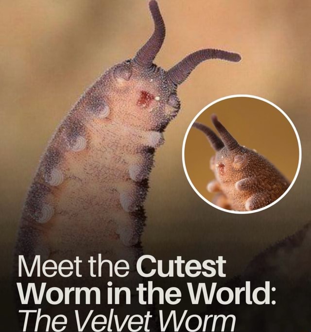 Meet the Cutest Worm in the World: he Velvet Wi - iFunny