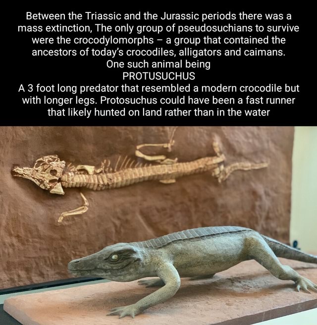 Between the Triassic and the Jurassic periods there was a mass ...