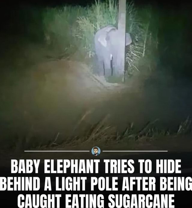 BABY ELEPHANT TRIES HIDE BEHIND A LIGHT POLE AFTER BEING CAUGHT EATING ...