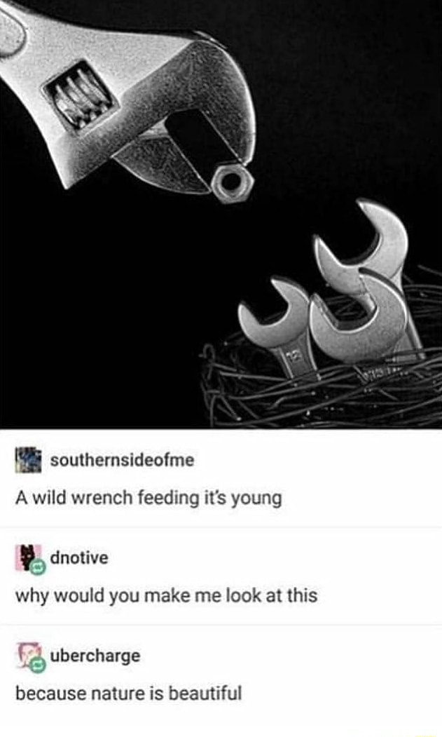 A wild wrench feeding It‘s young ,; why would you make me look at this ...