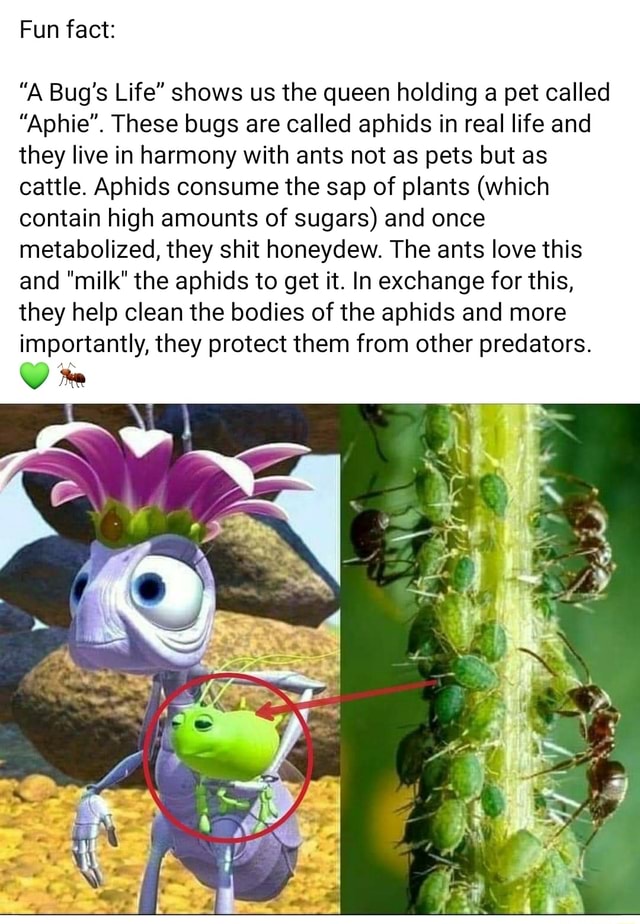 Fun fact: "A Bug's Life" shows us the queen holding a pet called "Aphie ...