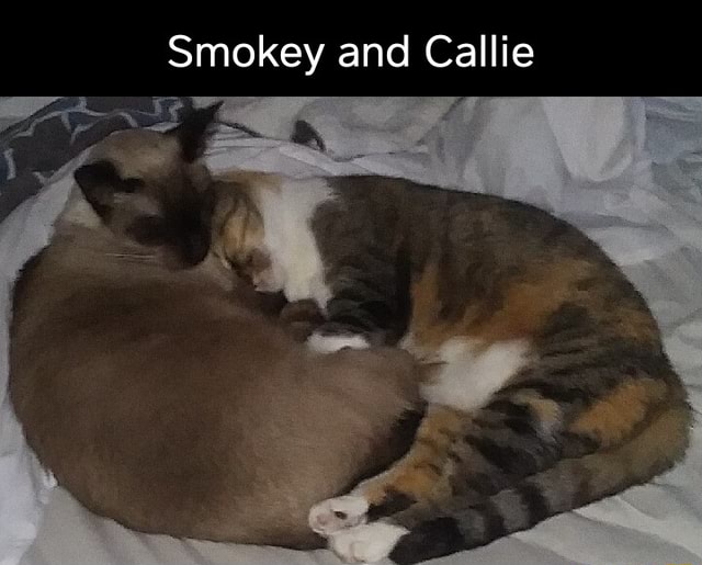 Smokey and Callie - iFunny