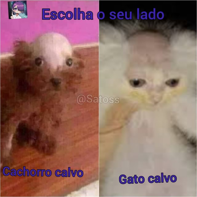 Escolha Gato calvo - iFunny Brazil
