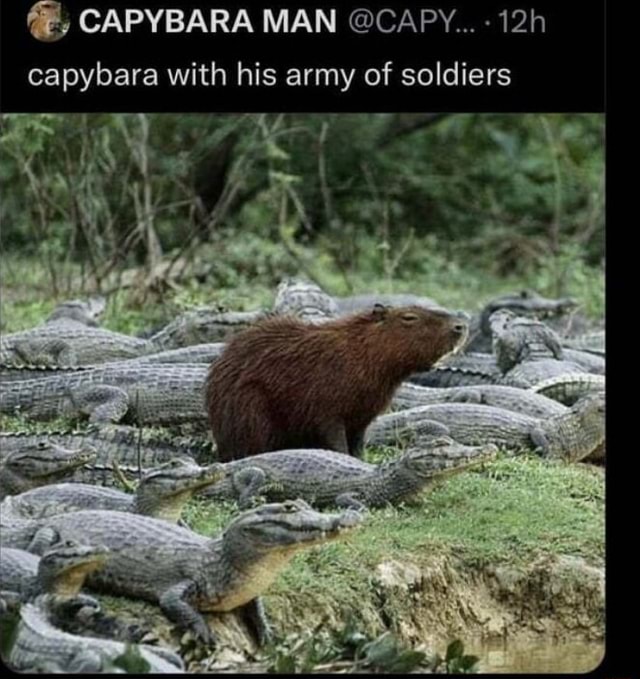 CAPYBARA MAN @CAPY...- capybara with his army of soldiers - iFunny