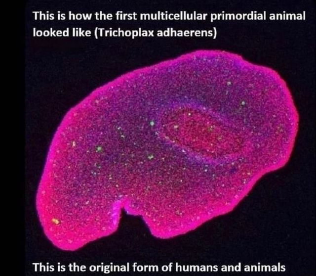 This is how the first multicellular primordial animal looked like ...
