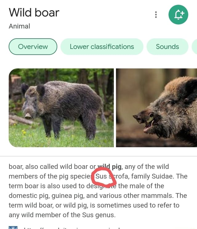 Picture memes PSxErhX59 by deathmetalkittenz - )