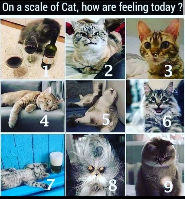 On a scale of Cat, how are feeling today ? - iFunny