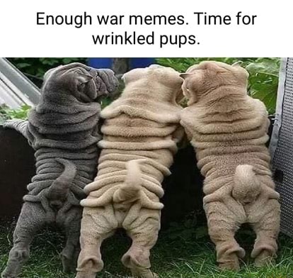 Enough war memes. Time for wrinkled pups. - iFunny