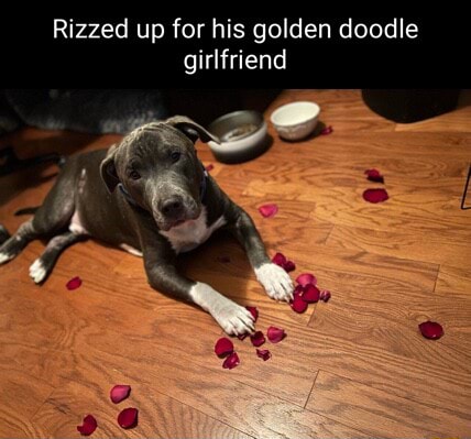 Rizzed up for his golden doodle girlfriend - iFunny