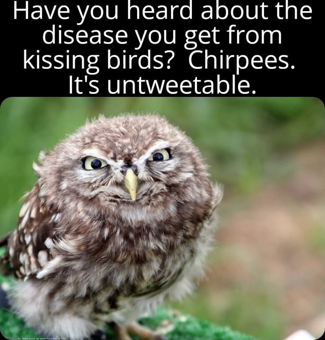 Have you heard about the disease you get from kissing birds? Chirpees. It's untweetable. - iFunny