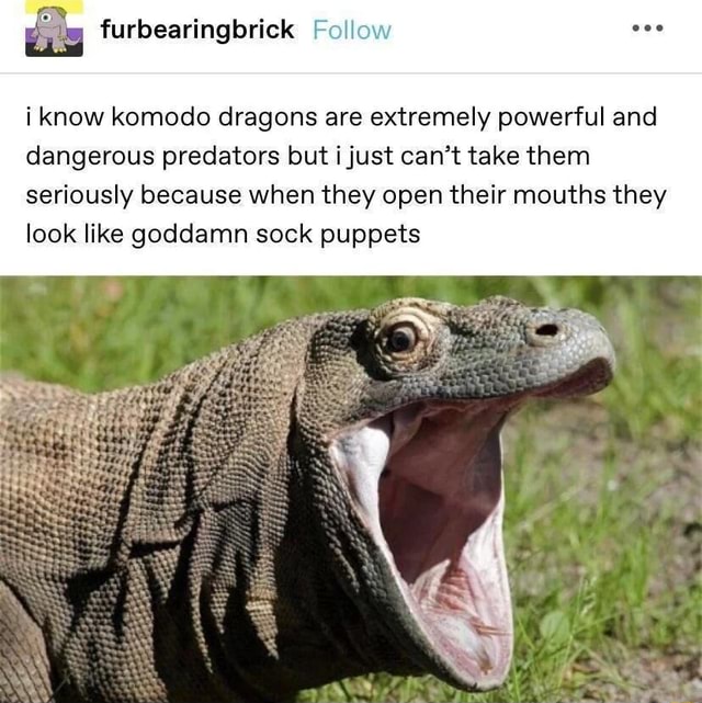 I know komodo dragons are extremely powerful and dangerous predators ...