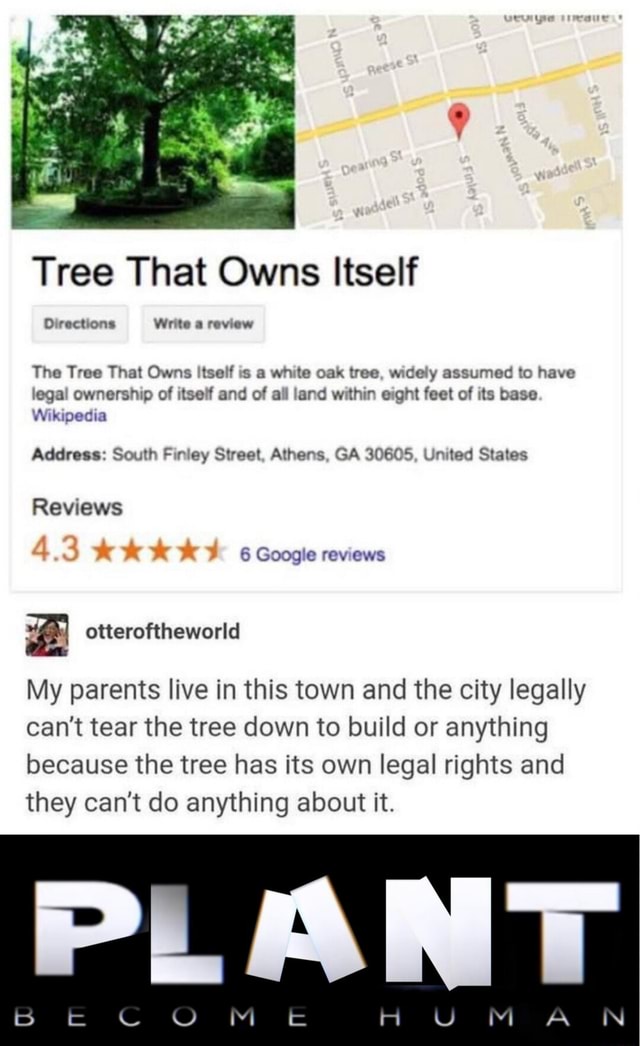 Tree That Owns Itself Directions Write a review The Tree That Owns ...