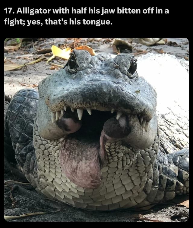 17. Alligator with half his jaw bitten off ina fight; yes, that's his ...