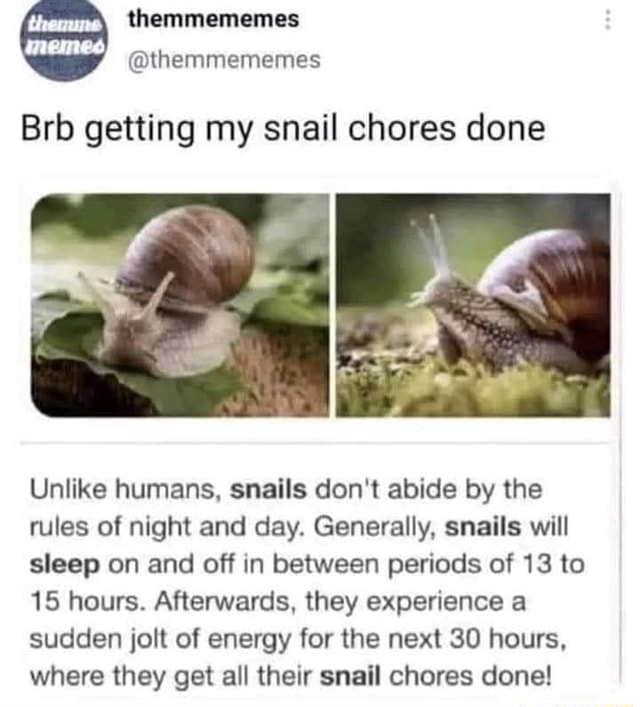 Themmememes Brb getting my snail chores done Unlike humans, snails don ...