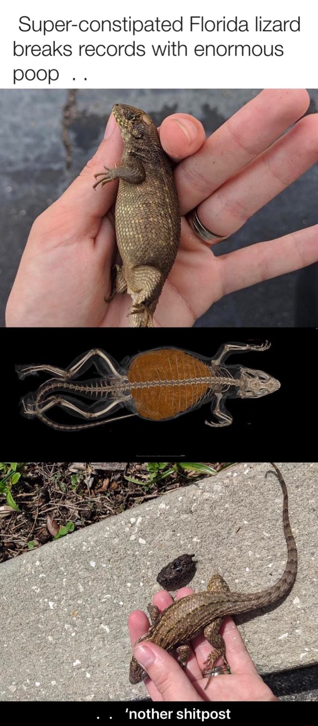 Super-constipated Florida lizard breaks records with enormous poop ...